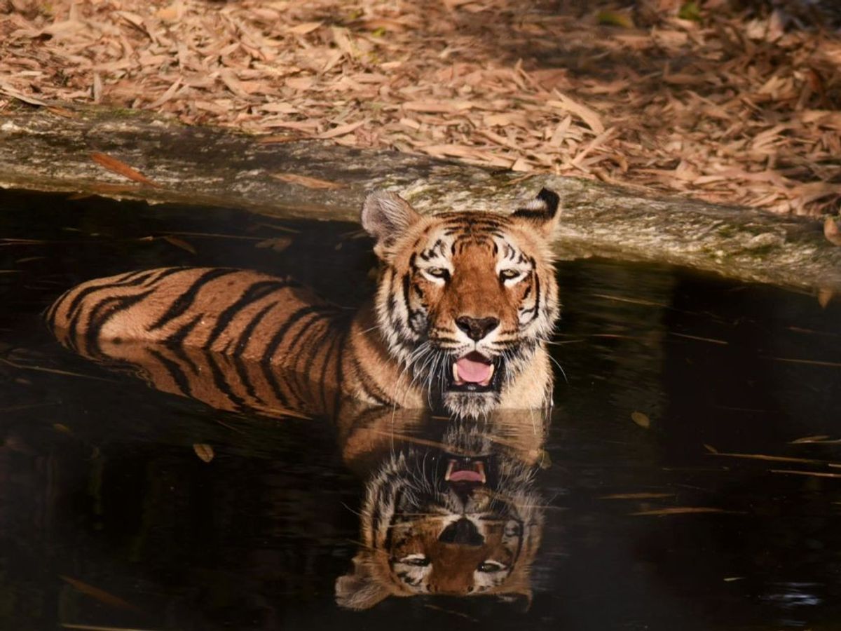 Climate change leading to more human-animal conflicts, say ...